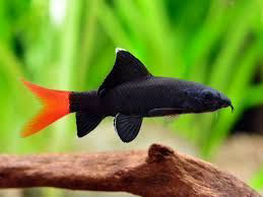 Аквариумные рыбки бесплатно