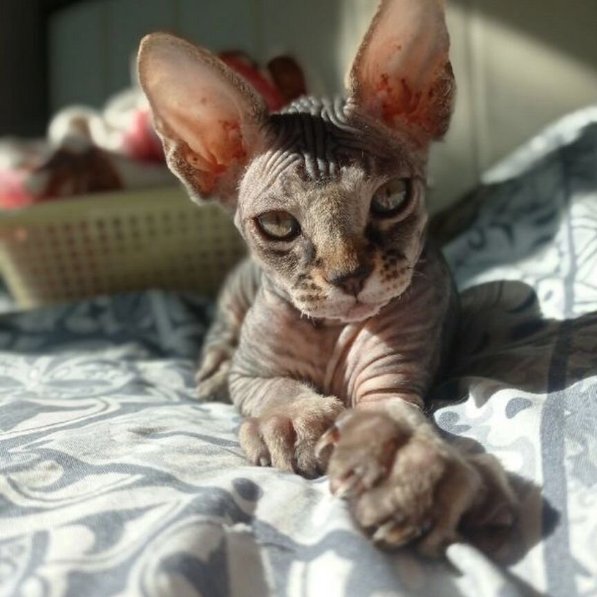 Канадский сфинкс