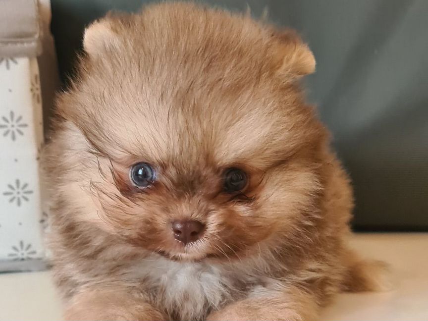 Померанский шпиц mini щенки