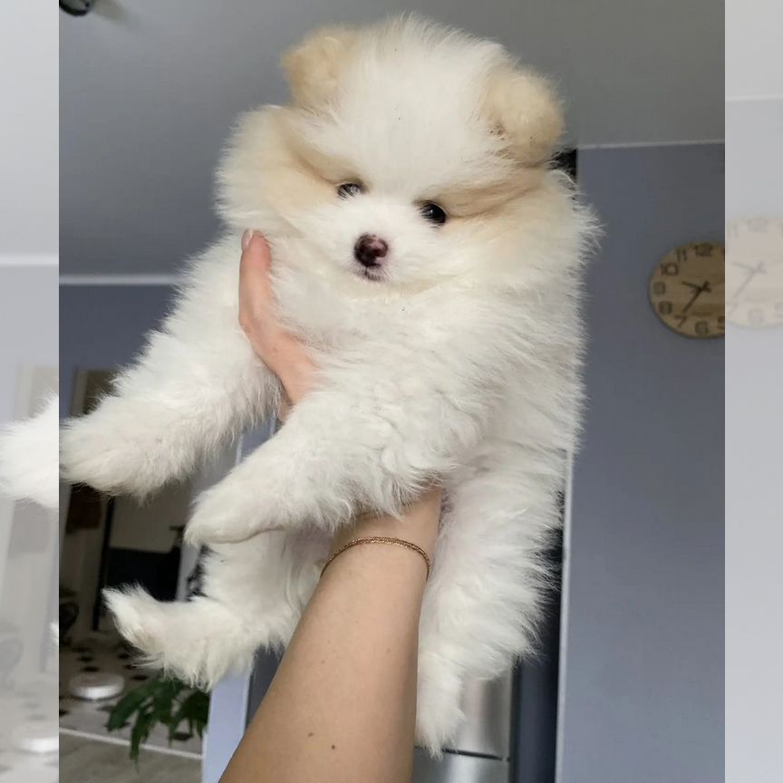 Померанский шпиц, щенок