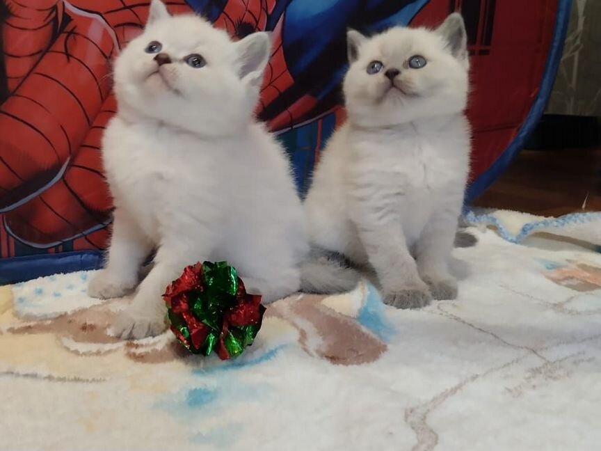 Котята колор пойнт