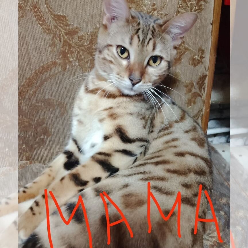 Продам котят бенгальской породы