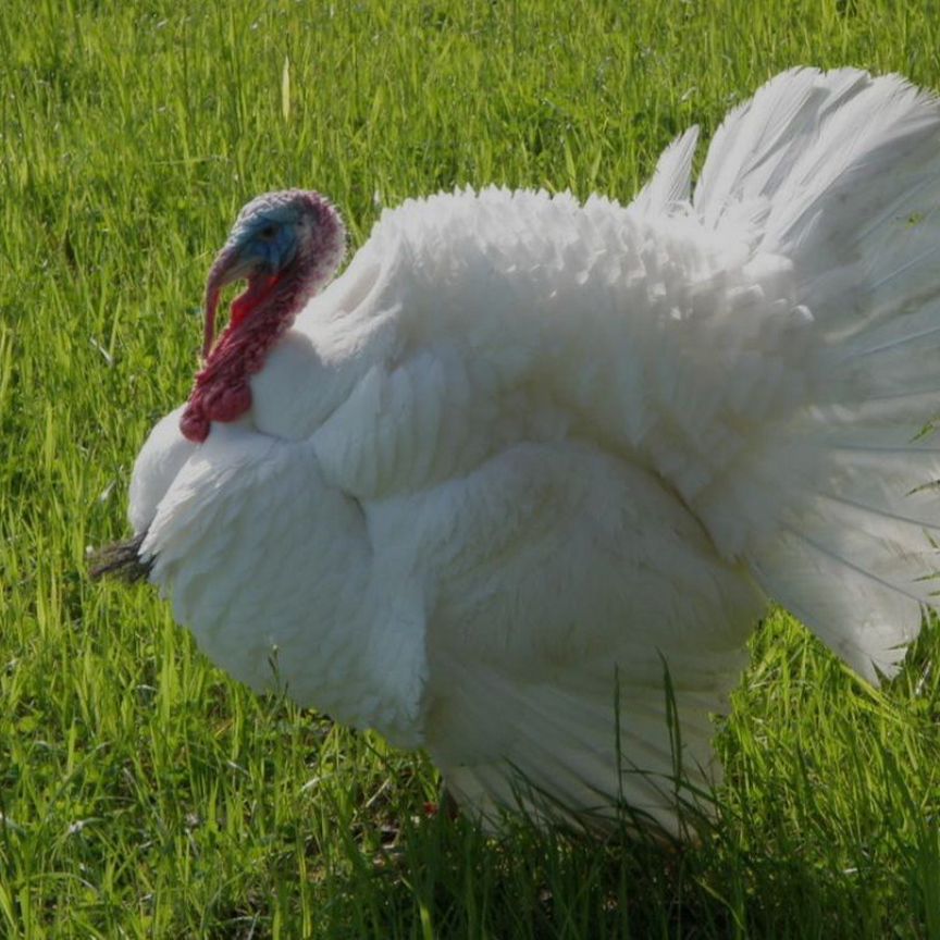 Индейка на мясо