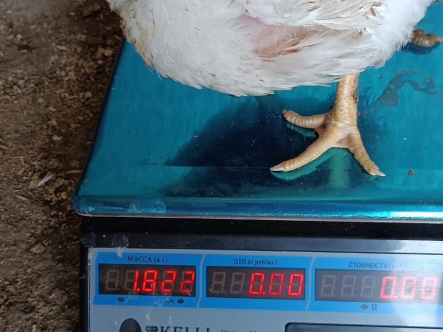 Куры бройлеры Кобб 500