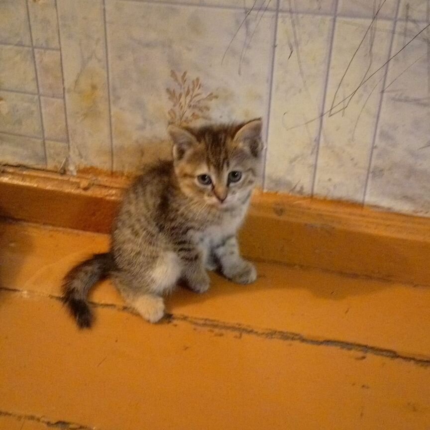 Котята в добрые руки мальчики