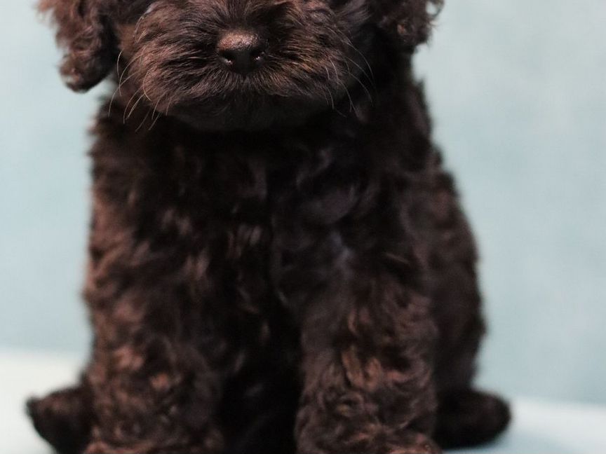 Игрушечные кока-пу