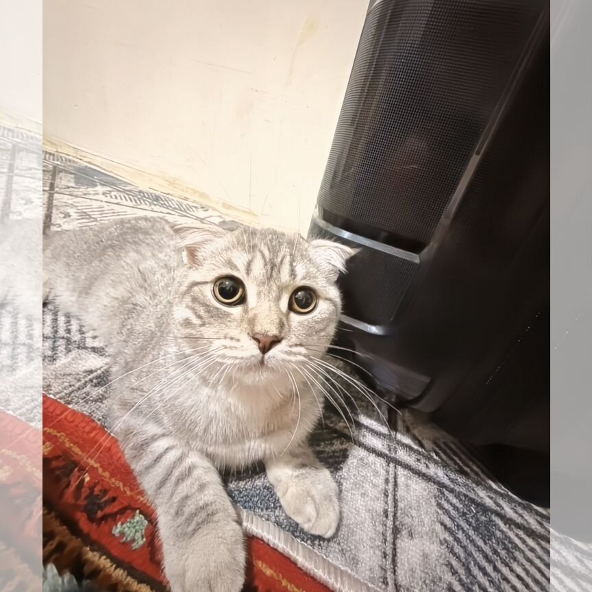 Шотландский вислоухий короткошёрстный котёнок