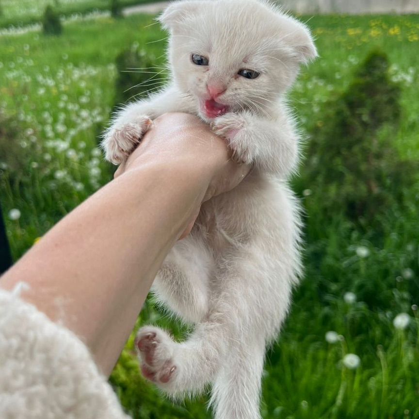 Шотландский вислоухий короткошёрстный котёнок