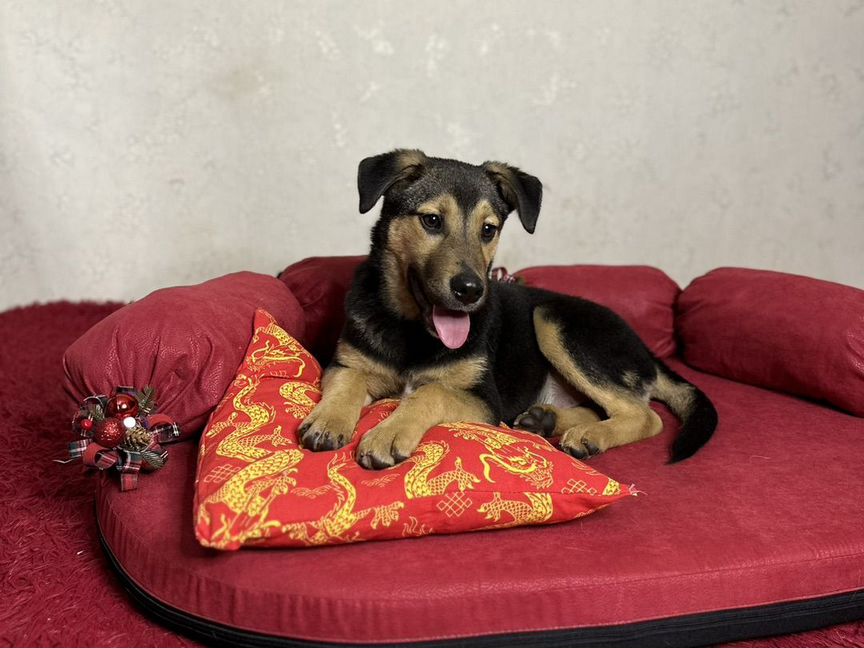 Щенок в добрые руки