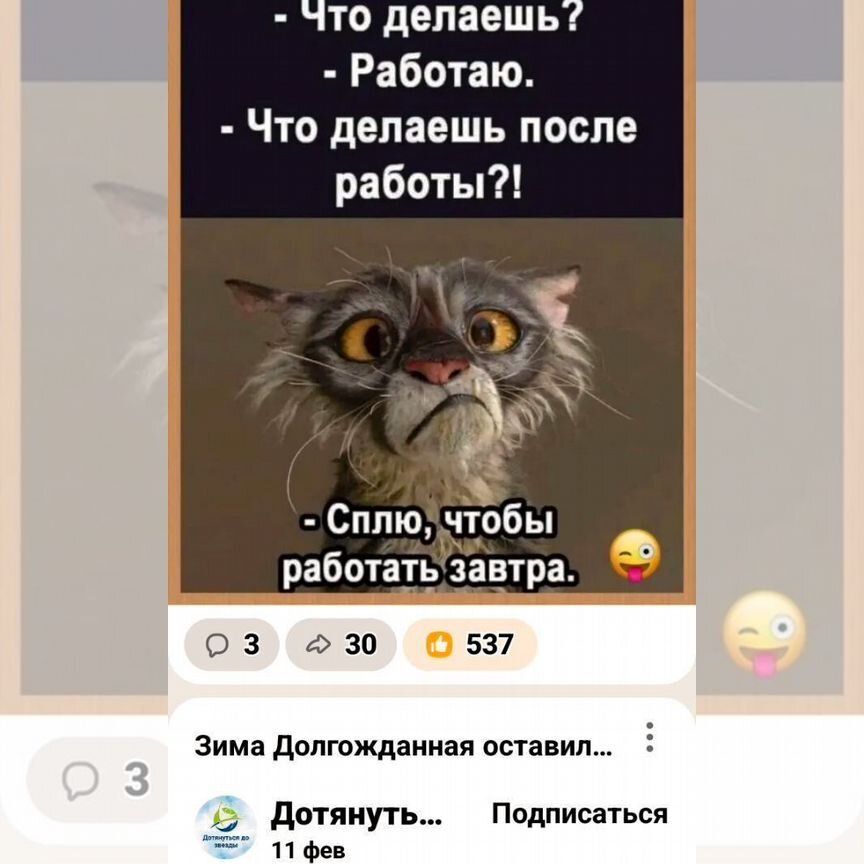 Котята в добрые руки бесплатно
