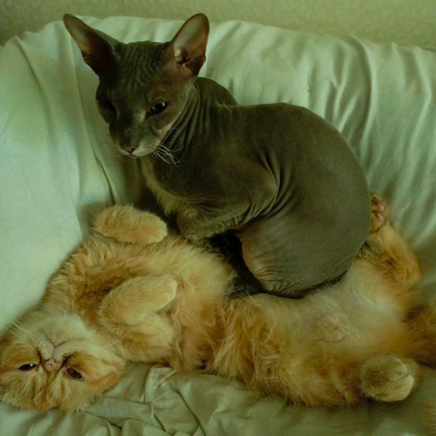 Взрослая, кошка в добрые руки