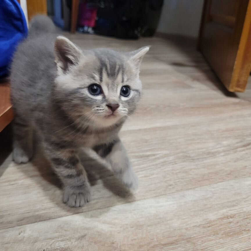 Шотландская