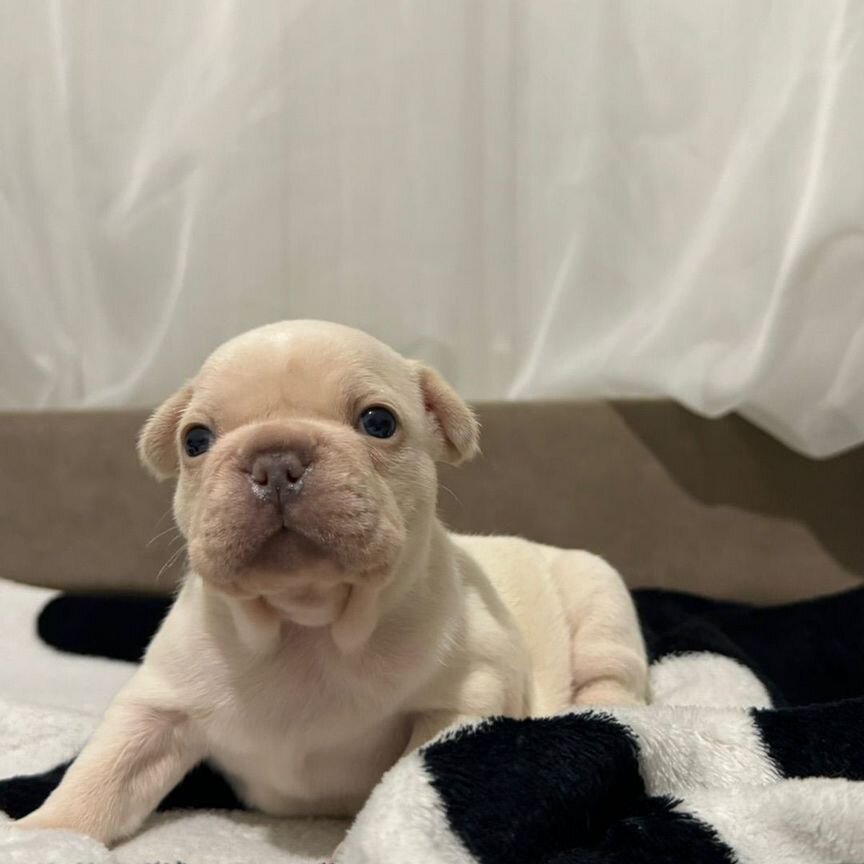 Французский бульдог