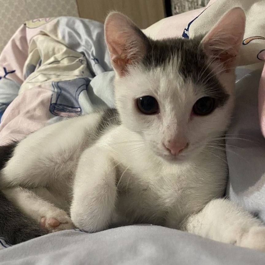 Котенок