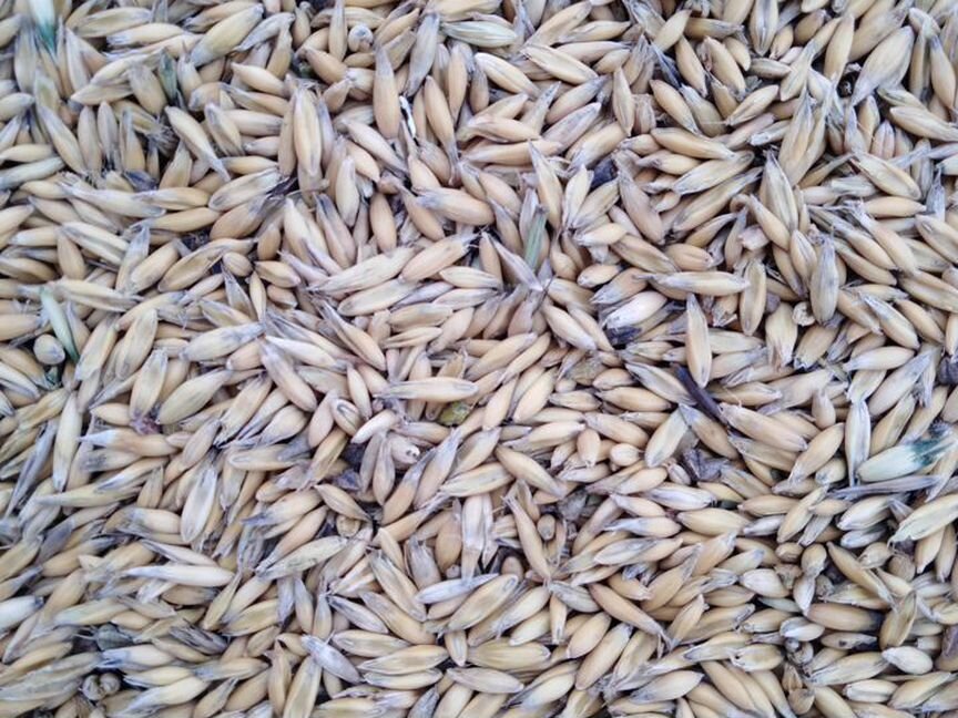 Овес урожай 2023