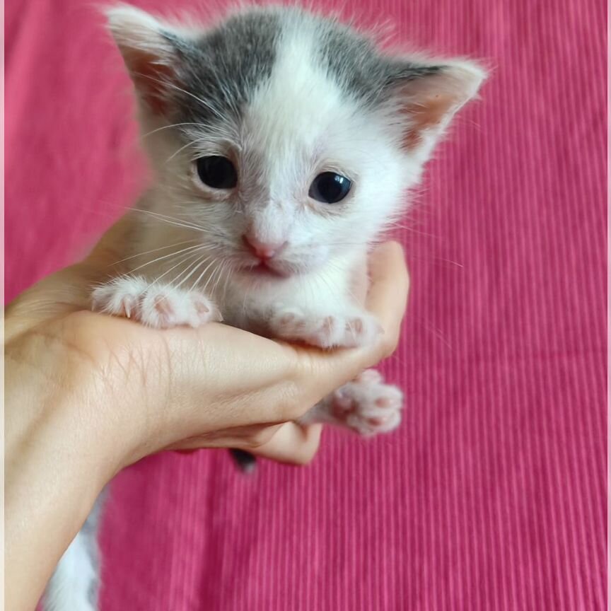 Котёнок девочка