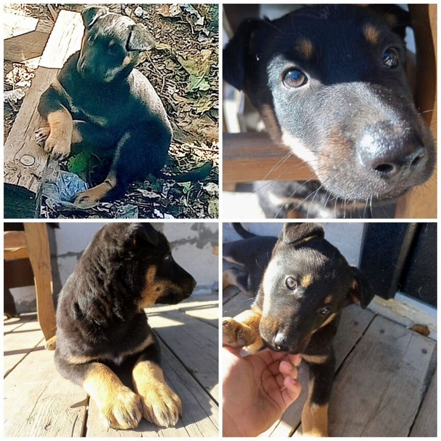 Малышочек в поисках дома