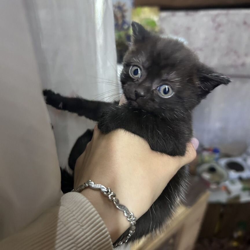 Котята в добрые руки даром