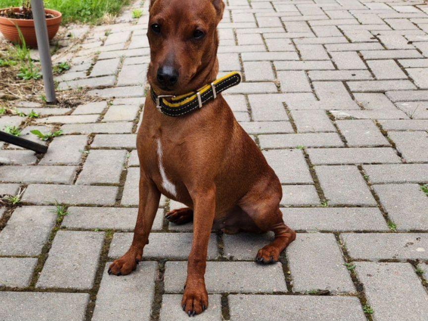 Цвергпинчер бесплатно