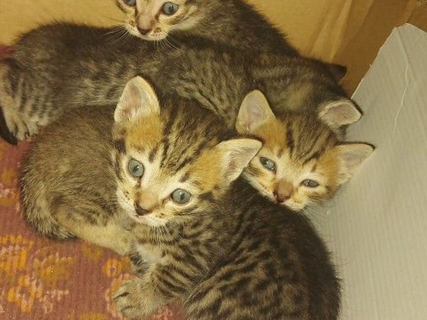 Котята в добрые руки