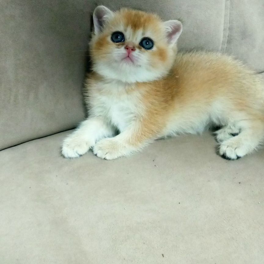 Шотландская