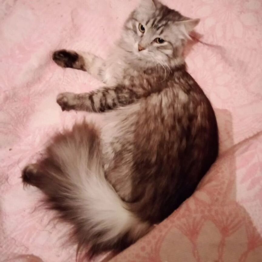 Котик Тиша ищет дом