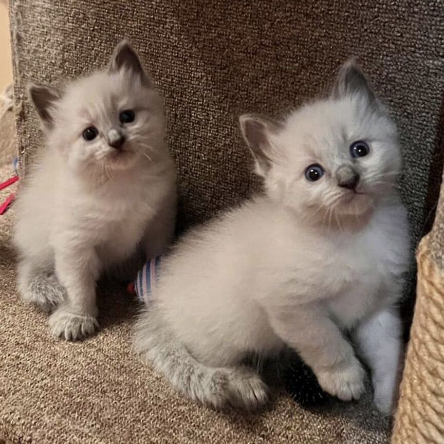 Невская маскарадная котенок