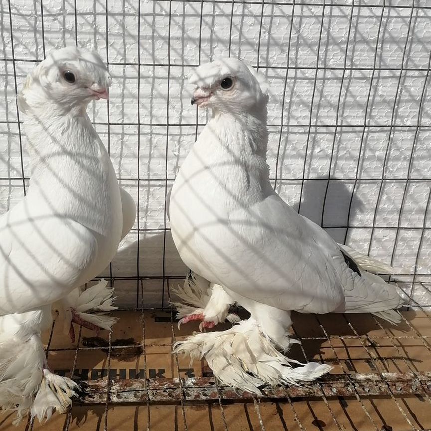 Голуби Узбекские Двухчубые Чубатые
