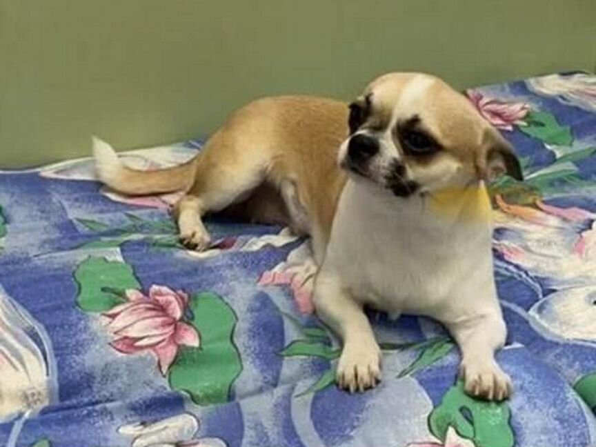 Лежанка для собак