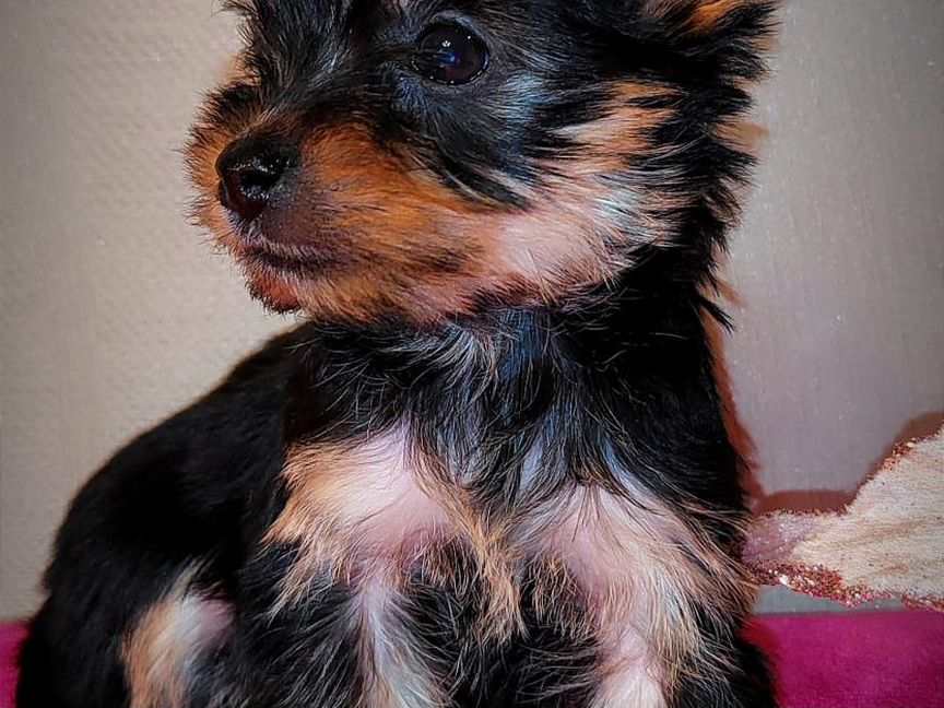 Чёрной-подпалый кобель