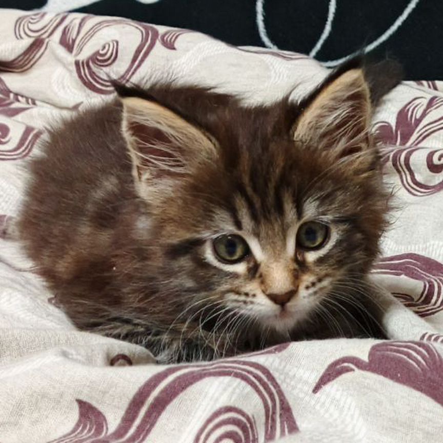 Мейн-кун котёнок