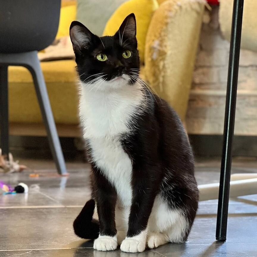 Кошечка Астрахань