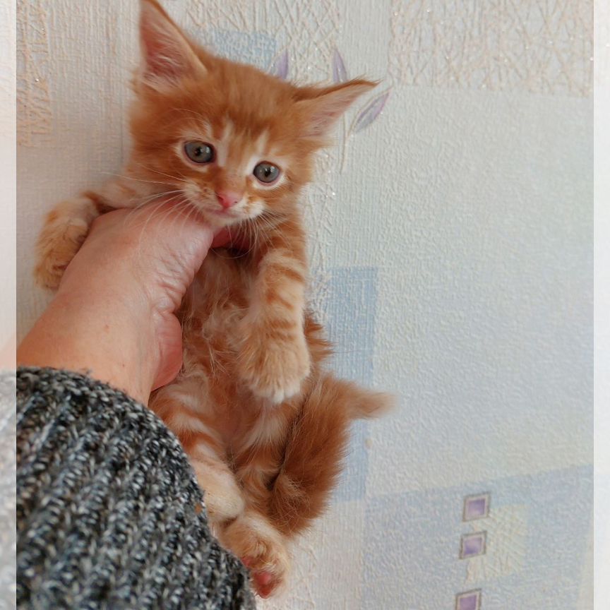 Котята в добрые руки бесплатно
