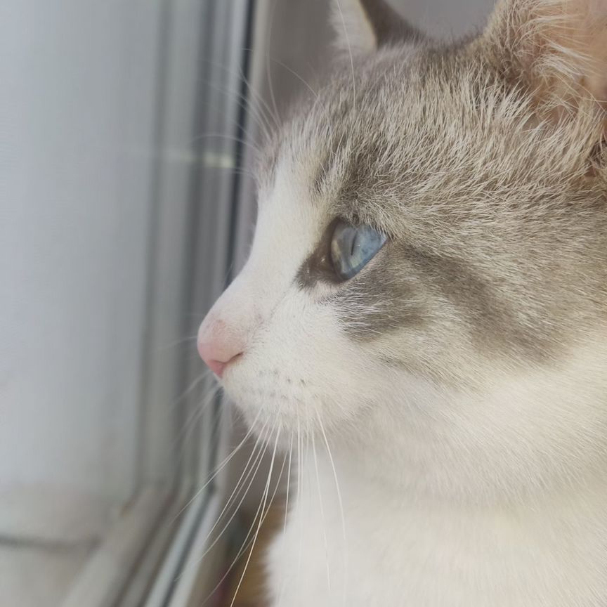 Котик в добрые руки
