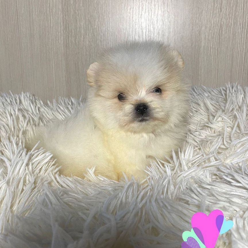 Мальтийский шпиц