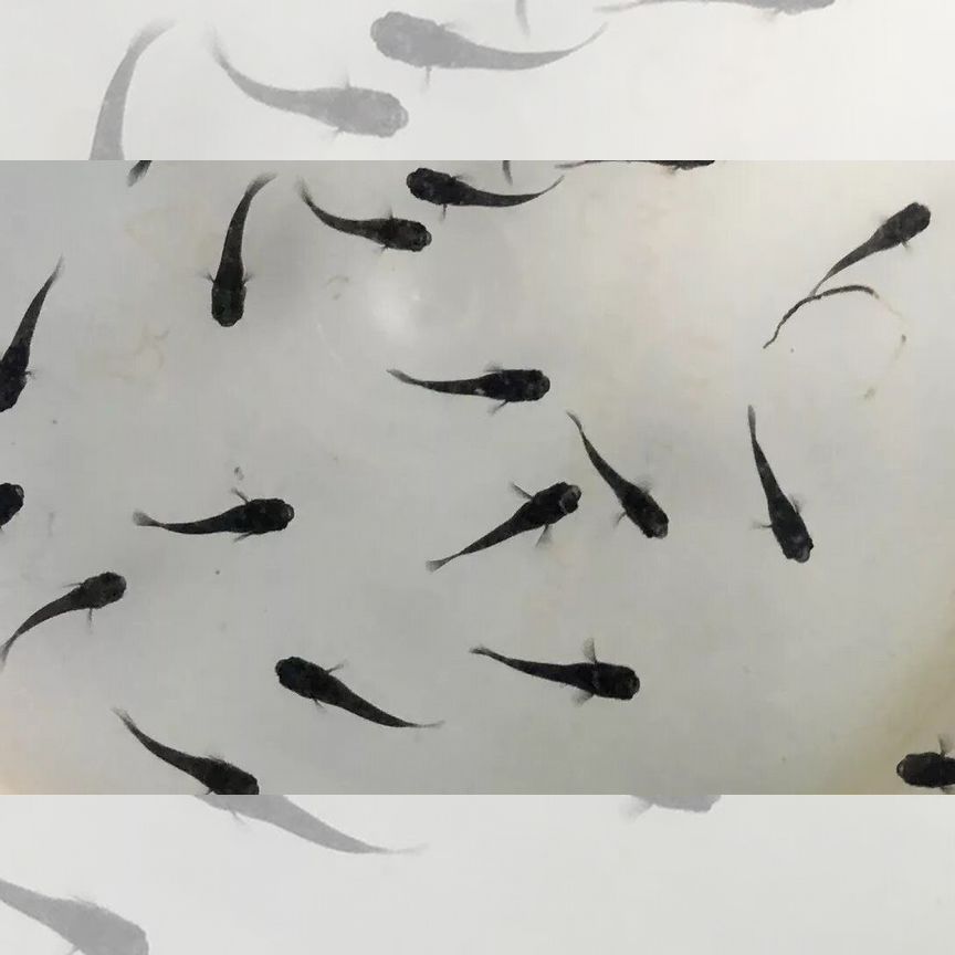 Мальки черной моллинезии