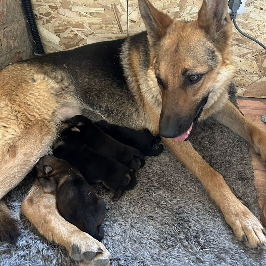 Щенки немецкой овчарки