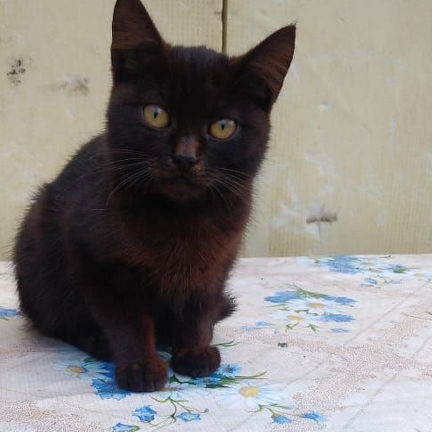 Котята отдам бесплатно