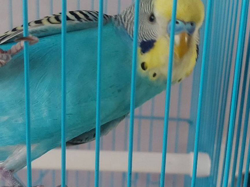 Ручной говорящий попугай