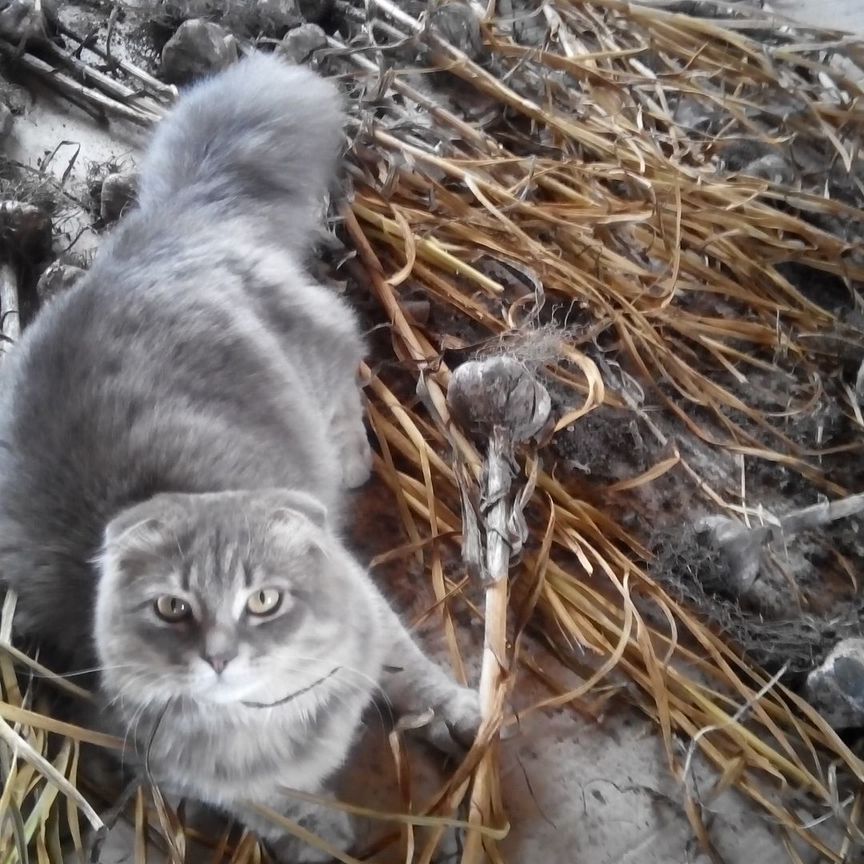 Кот в добрые руки бесплатно