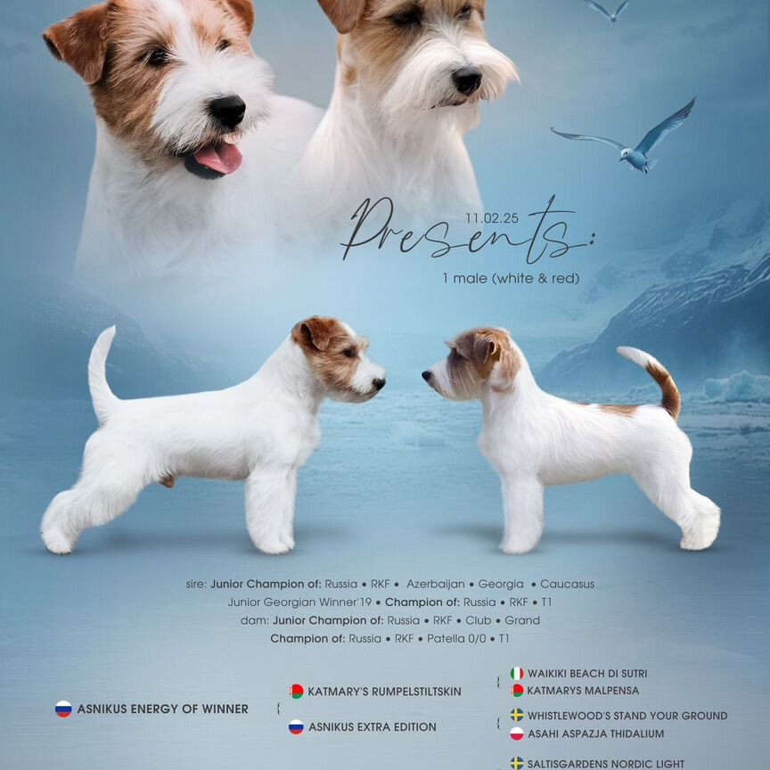 Щенки джек рассел терьер