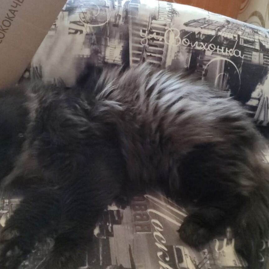 Котята пушистый царь лев черный мраморный кот