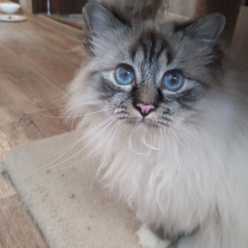 Священная бирма-мальчик