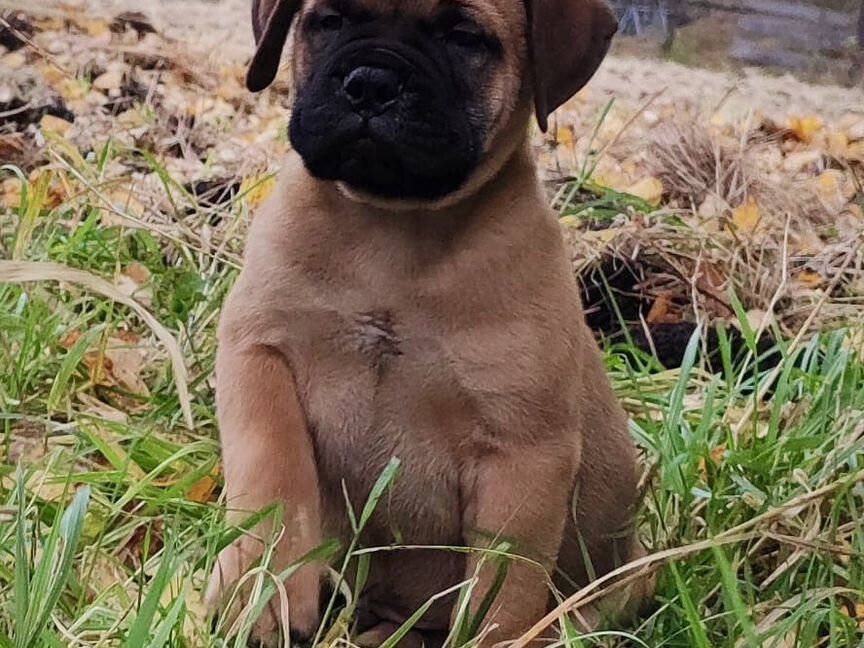 Бульмастиф