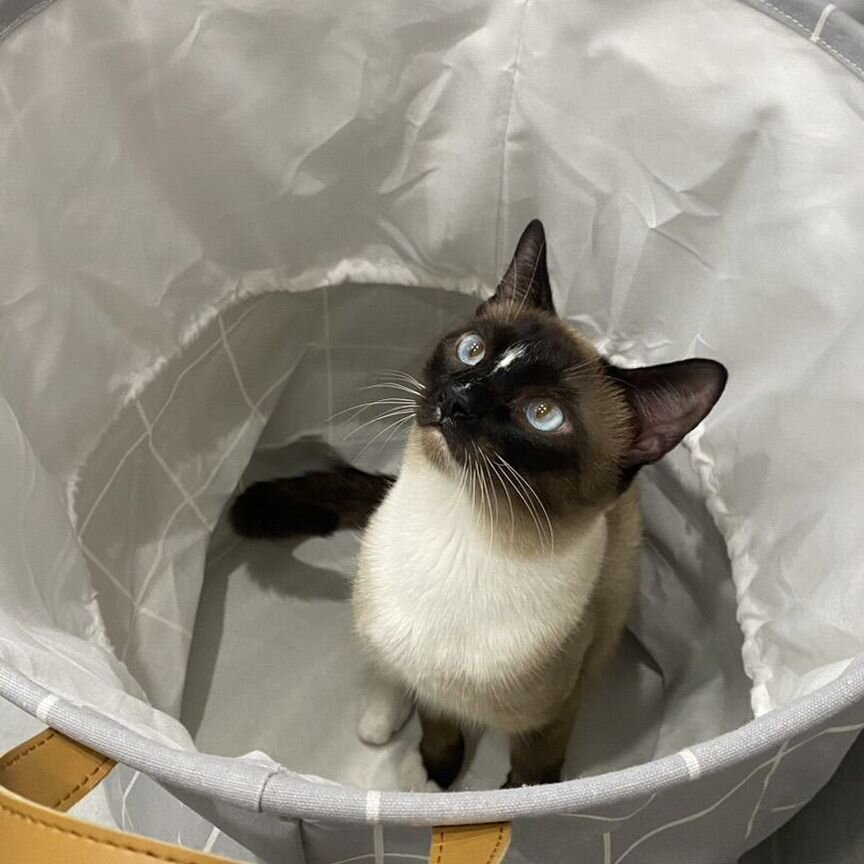 Сиамский кот на вязку