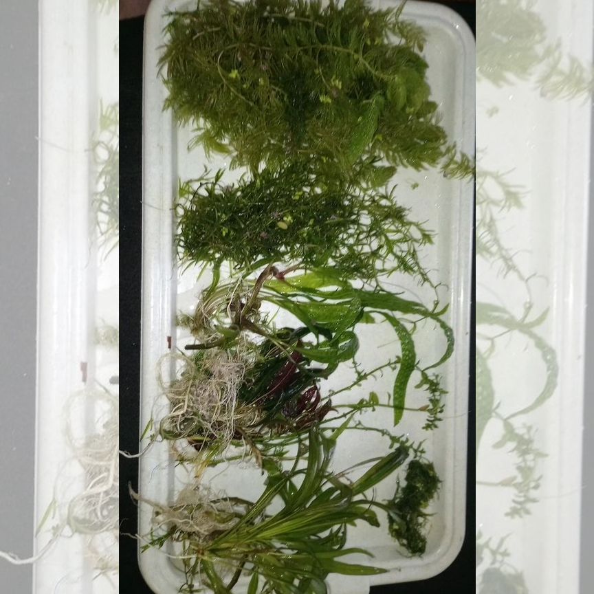 Аквариумные растения