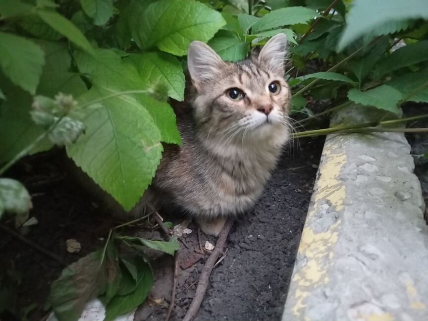 Трёхцветная кошечка