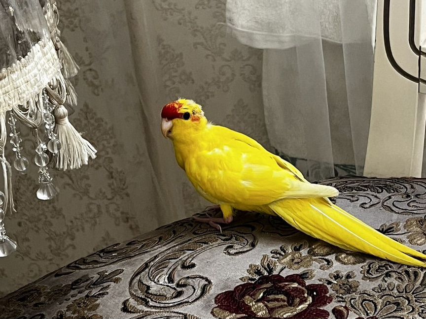 Каркарик 2 месяца