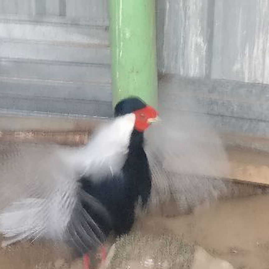 Фазаны пара