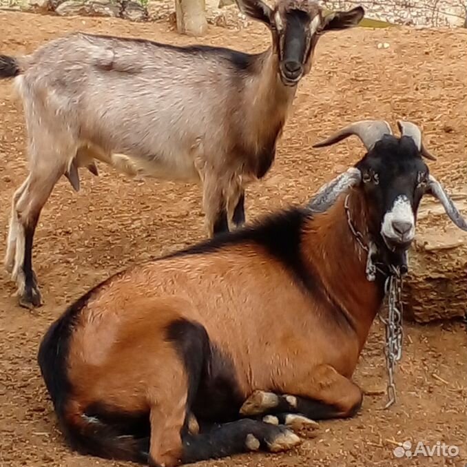 Продам козла на племя.Возраст 1 год